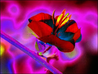 DIGITAL PHOTOGRAPHY, SOFTWARES, EDITING: SOLARIZATION OF PHOTOGRAPHS