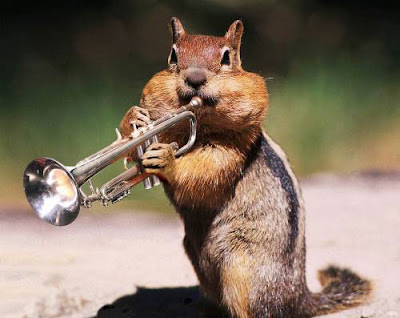 Hot Fun Pics: Animals Can Run Musical Instruments