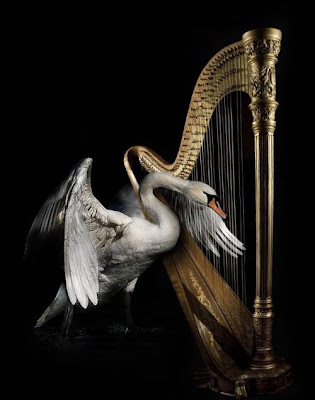 Hot Fun Pics: Animals Can Run Musical Instruments