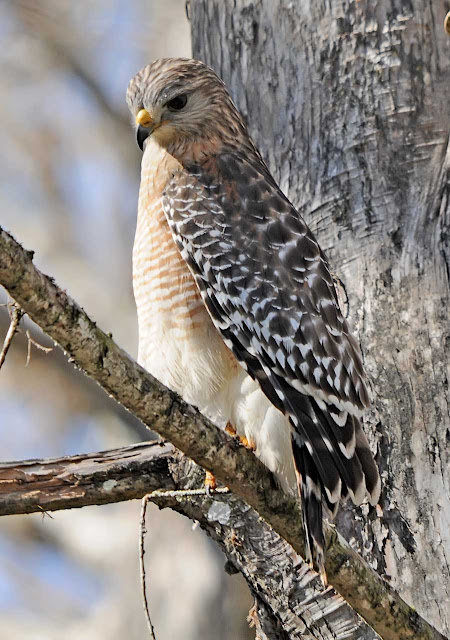 One Jackdaw Birding: Red-shouldered Hawks, Great Crested Flycatcher and ...