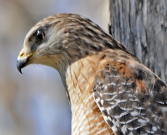 One Jackdaw Birding: Red-shouldered Hawks, Great Crested Flycatcher and ...