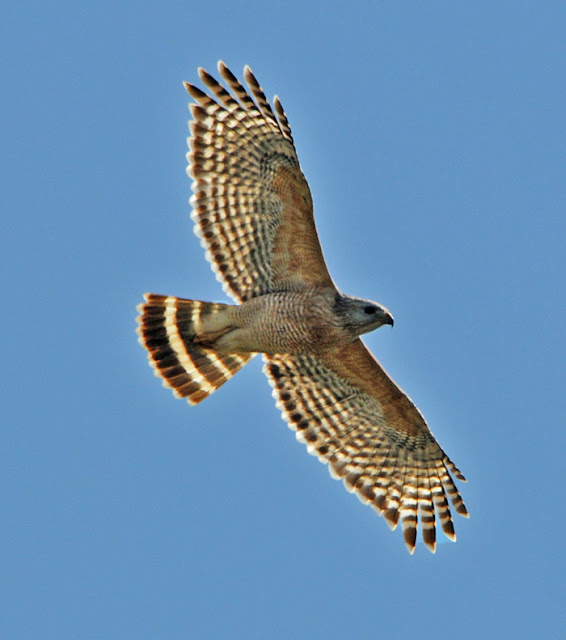 One Jackdaw Birding: Red-shouldered Hawks, Great Crested Flycatcher and ...