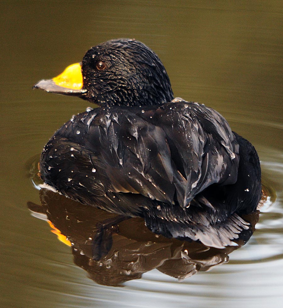 One Jackdaw Birding: Black Scoter