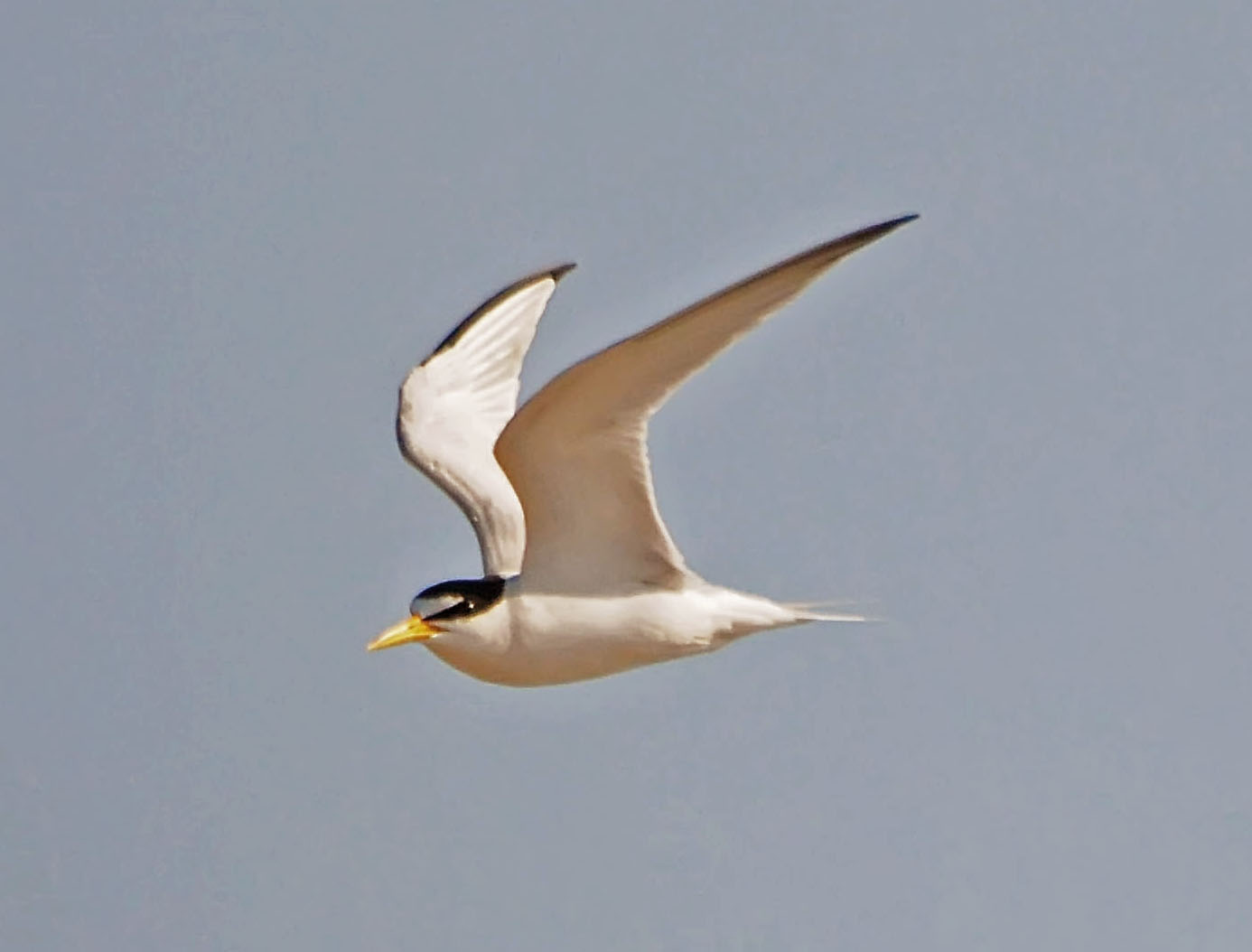 One Jackdaw Birding: Least Terns, Common Terns, Sanderlings.... Fall ...