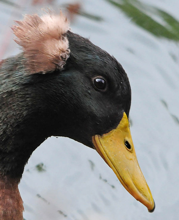 One Jackdaw Birding: "Manky Mallard " on World Bird Wednesday
