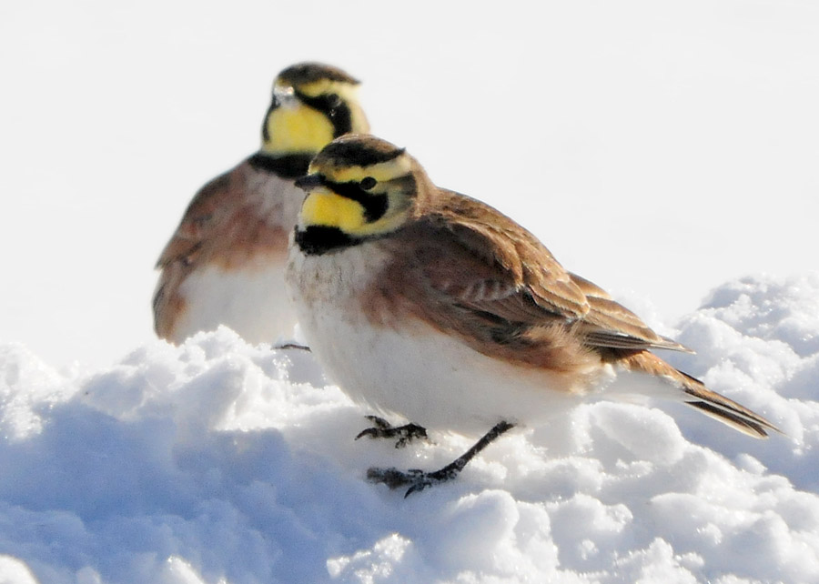 One Jackdaw Birding: Horned Larks along the roadsides