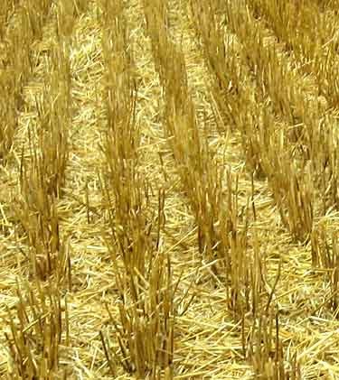 French Vocabulary Illustrated: chaume