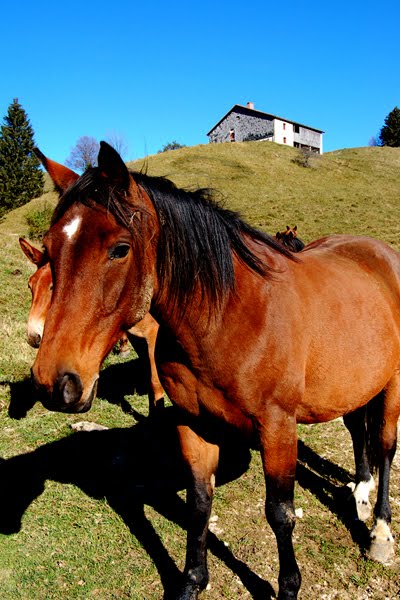 French Vocabulary Illustrated: roux