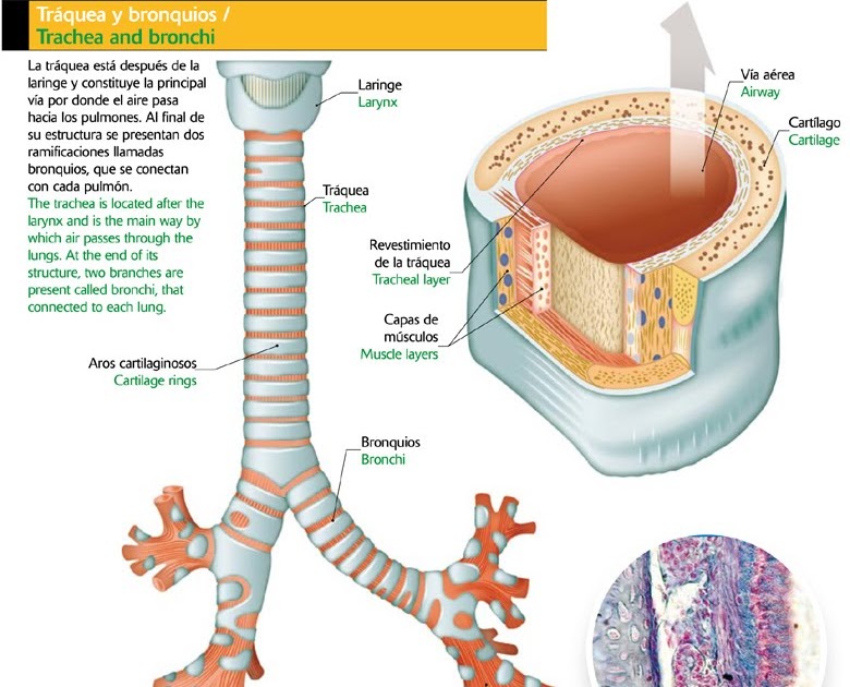 Fisiología Clínica. T.L.C: TRÁQUEA