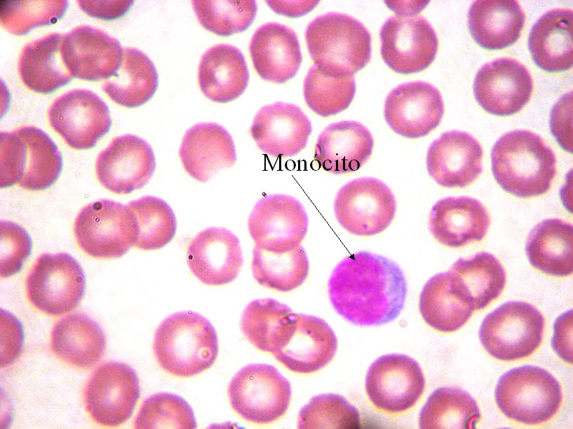 HISTOLOGIA-UFGD: (IM15) CÉLULAS DO SANGUE PERIFÉRICO, (400X)