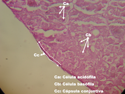 HISTOLOGIA-UFGD: (EN5) PARS DISTALIS, (400X);