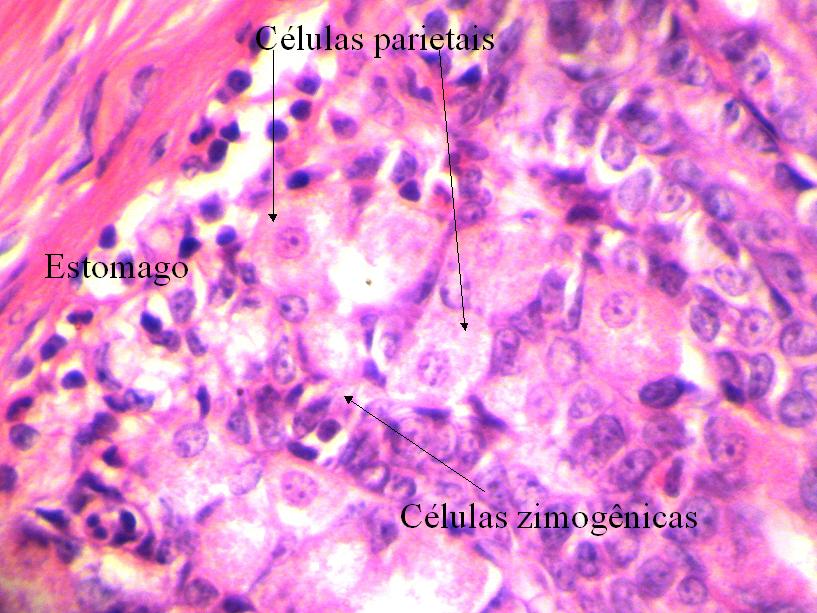 HISTOLOGIA-UFGD: (DS8) FOSSETAS GASTRICAS DO ESTOMAGO, (1000X)