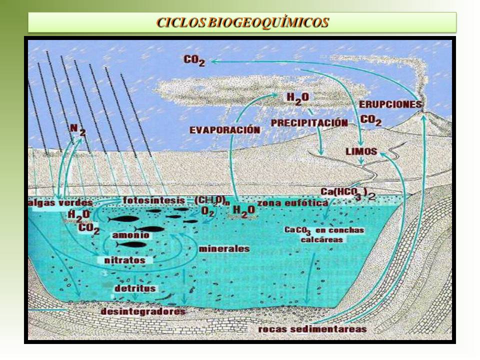 BIONAUTA: Ecologia - Ciclos Biogeoquímicos