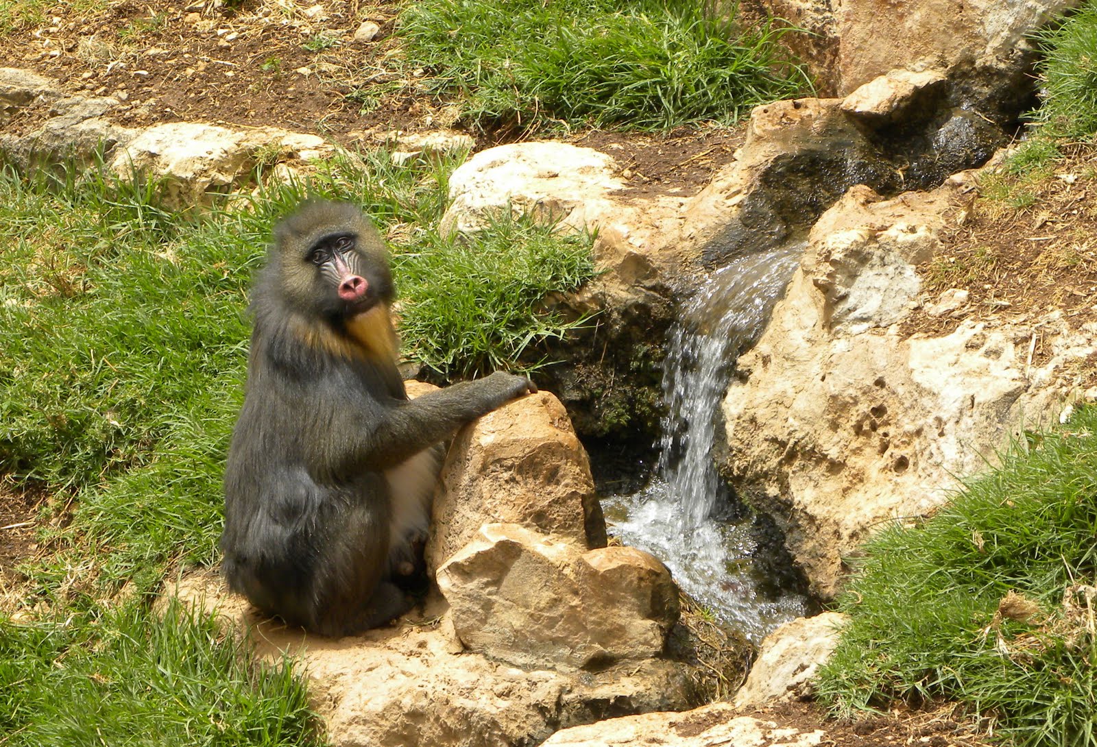 Angela's photos: Yes, birding in Israel