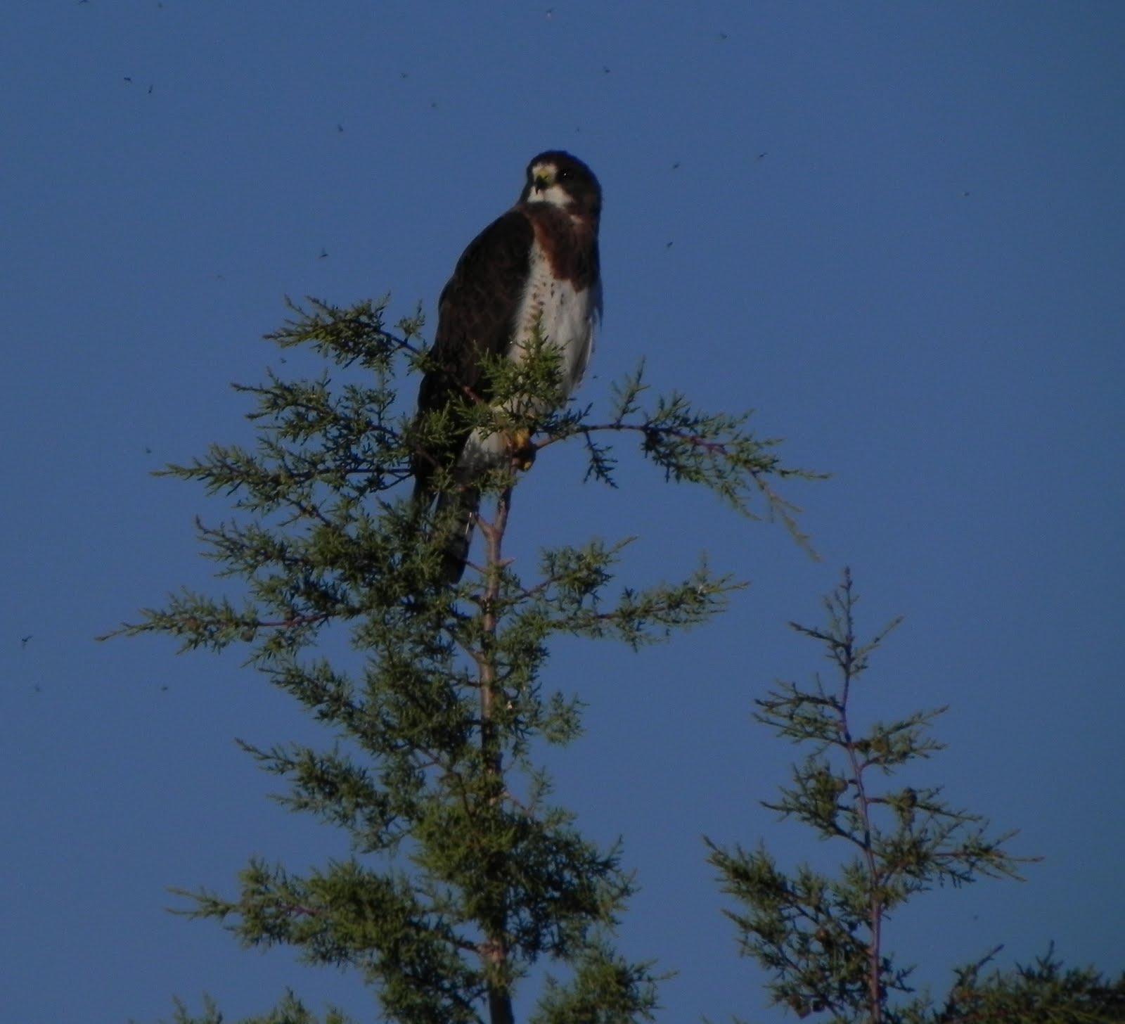Angela's photos: Birding the Huachuca Mts. in SE Arizona