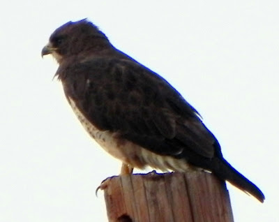 Angela's photos: Birding the Huachuca Mts. in SE Arizona