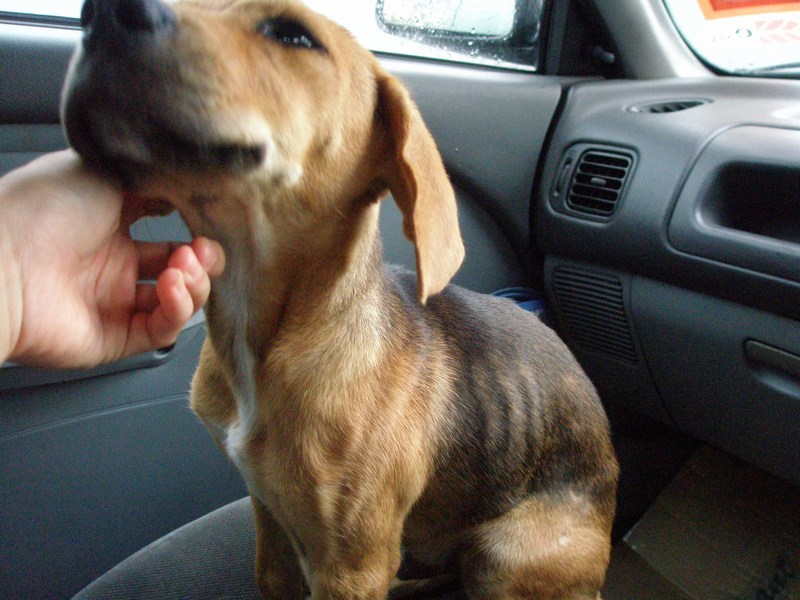 Rara, puppy for adoption - AnimalCare