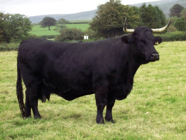 Cow Photos: Welsh Black
