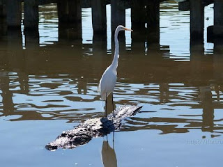 Funny and Crazy Animal Photos: Bird Riding the Alligator Express