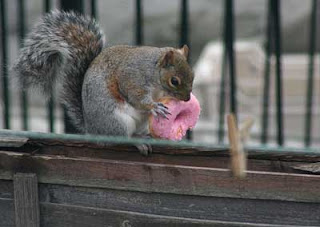 Funny and Crazy Animal Photos: Funny Squirrel Loves Donuts
