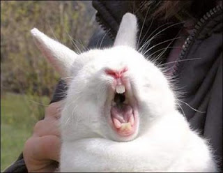 Funny and Crazy Animal Photos: Yawning Big Teeth Rabbit