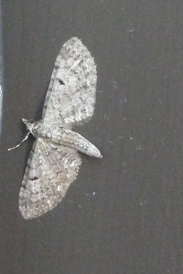 Penelopedia: Nature and Garden in Southern Minnesota: Tiny Moth