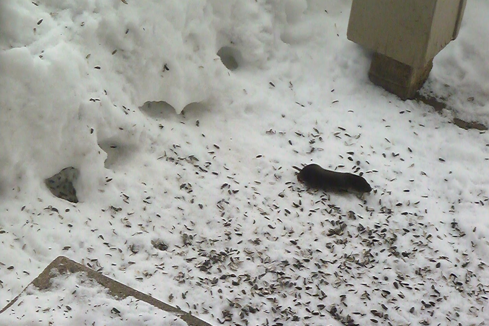 Penelopedia: Nature and Garden in Southern Minnesota: Out of the ...