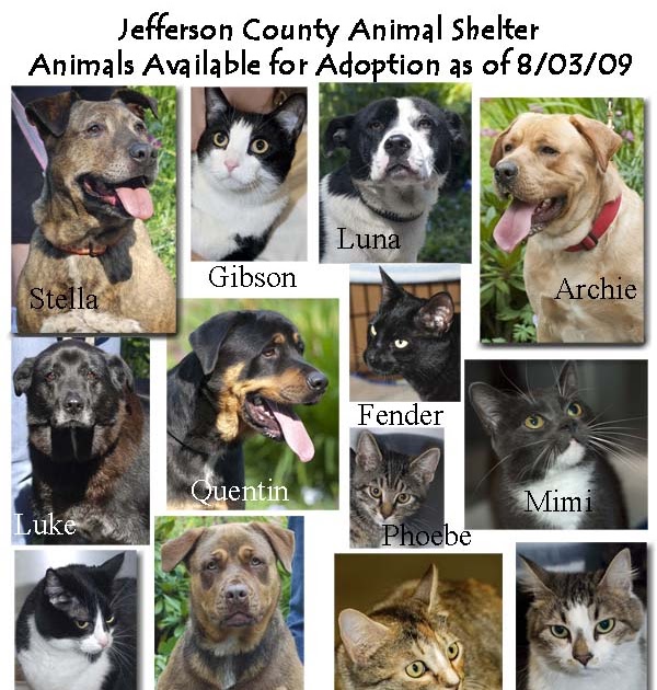 Deja View: Jefferson County Animal Shelter Weekly Adoption Poster