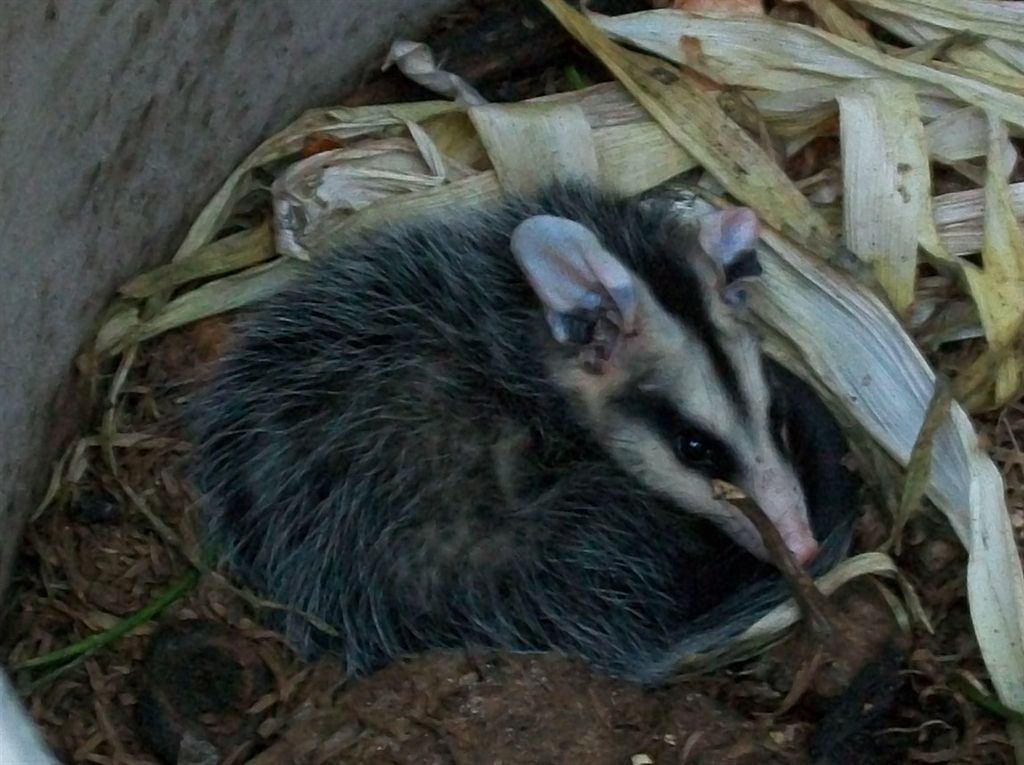 blog animal de claromecó: aprendiendo a convivir con la fauna autóctona