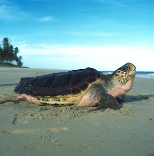 blog animal de claromecó: tortugas marinas