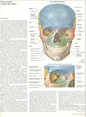 TERAPIA OCUPACIONAL UNAB: Atlas de Neuroanatomía y Neurofisiología - Netter
