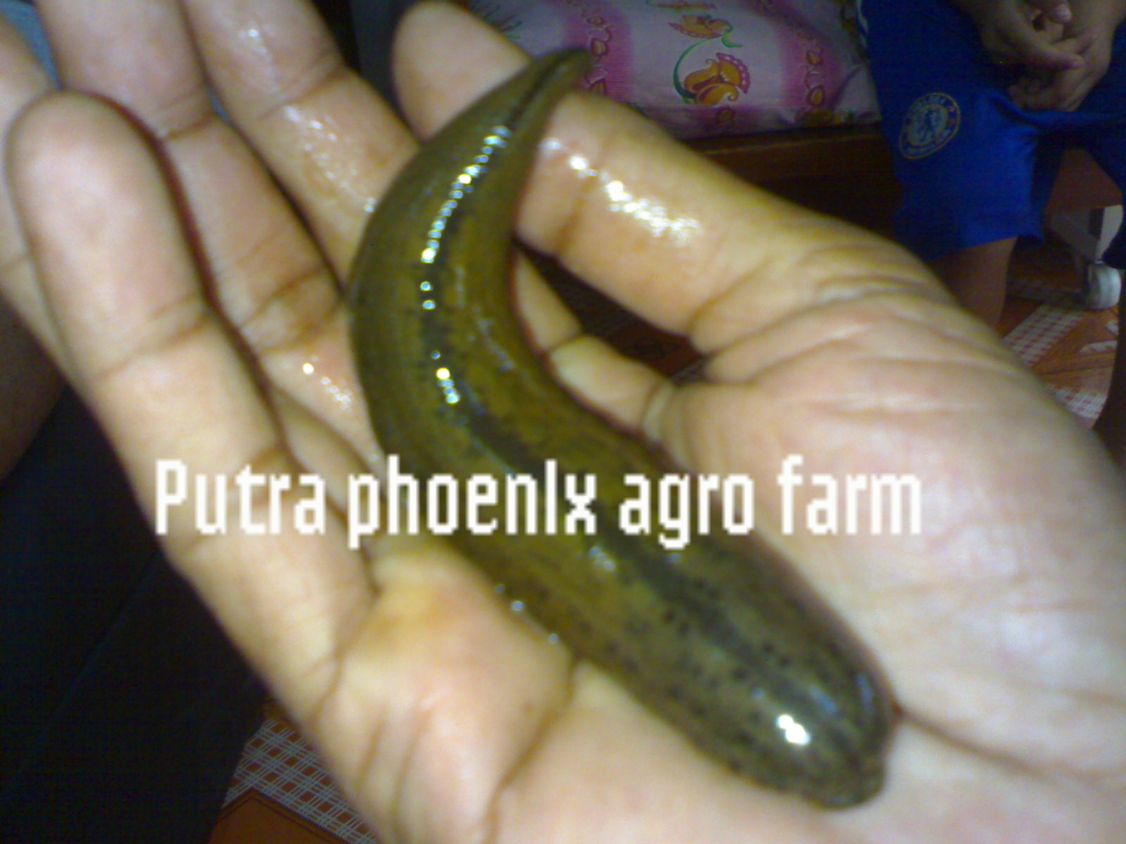 Terapi Bekam Lintah 010-508 9855 / 017 279 4353 Hana : Asal Usul Lintah ...