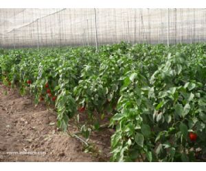 PROYECTOS AGRICOLAS UVG: unos de los proyectos agrícolas que tiene UVG ...