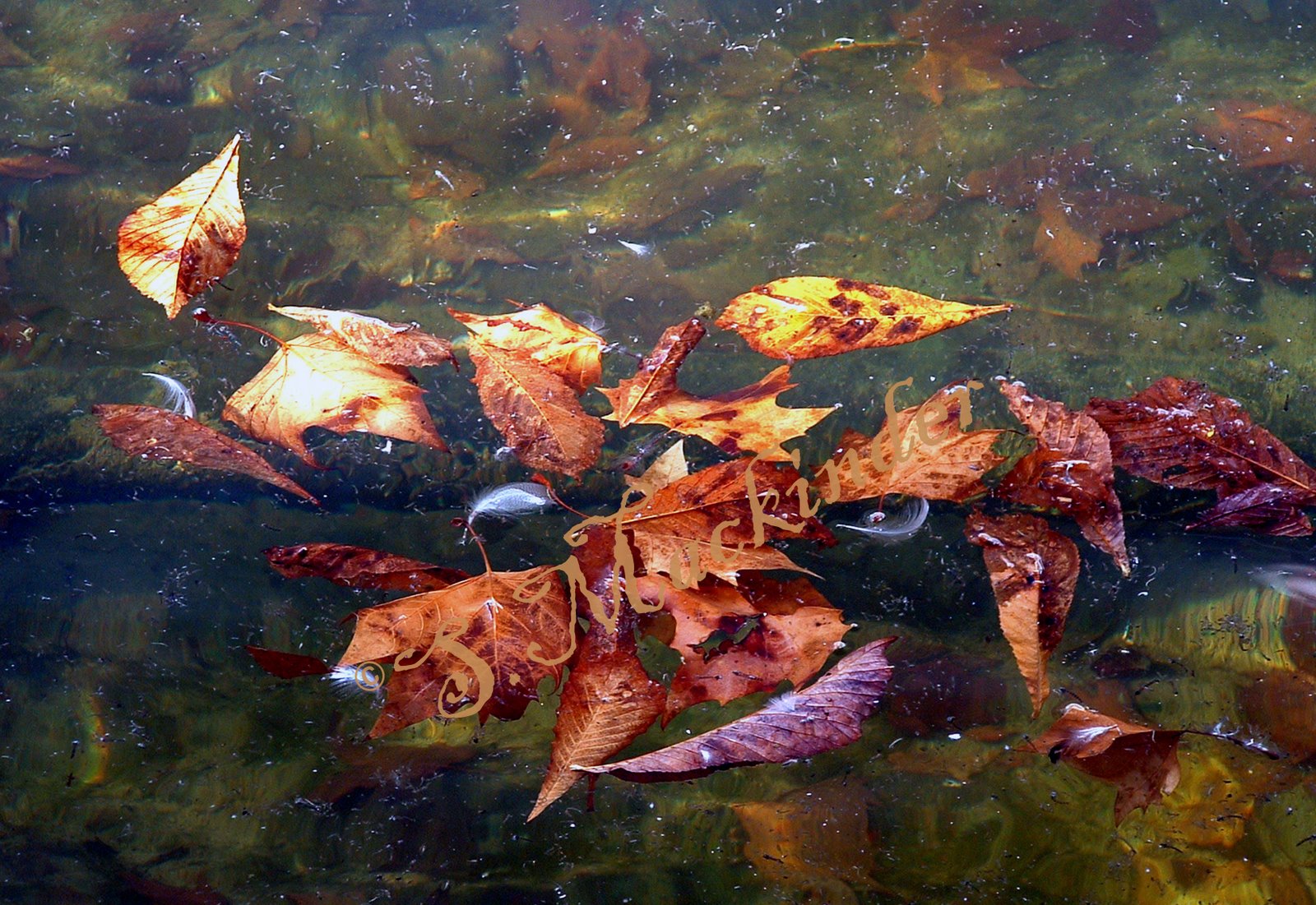 Macs Cream of the Crop: Autumn Floating Leaves