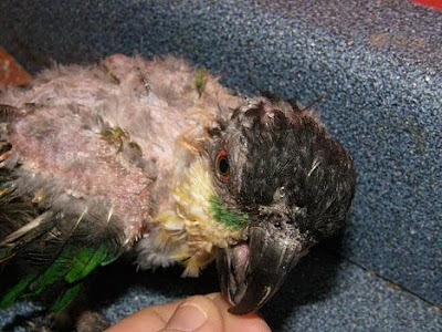 The Doodle Bird Blog: PBFD in Caiques: Tia's Story