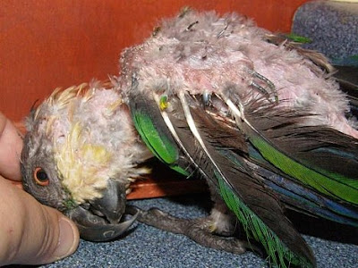 The Doodle Bird Blog: PBFD in Caiques: Tia's Story