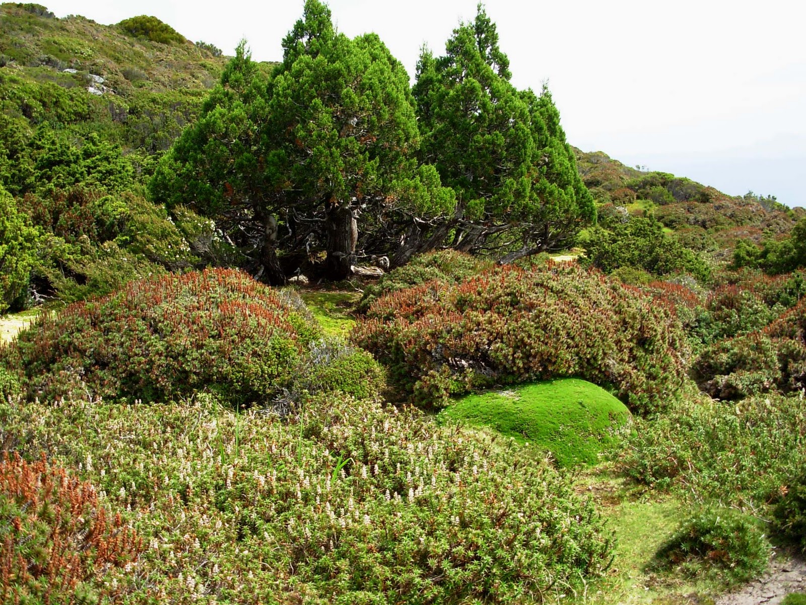 A few Glimpses of Tasmania - Forests and mountains