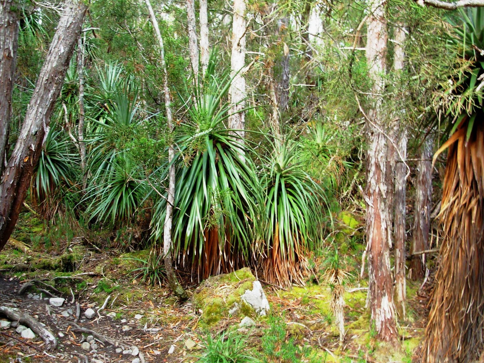 A few Glimpses of Tasmania - Forests and mountains