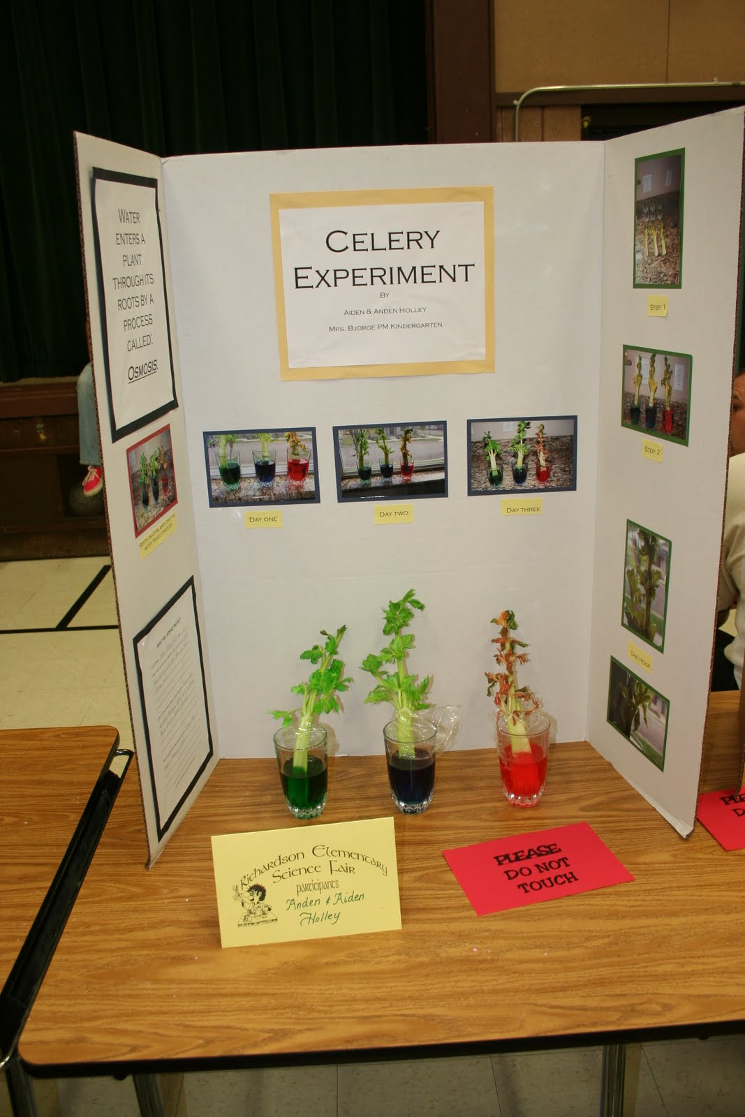 The Jolly Holley's!: Celery Science