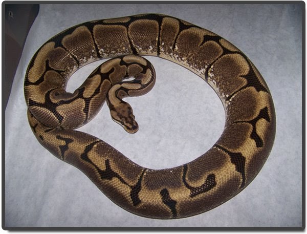 Your Pet Guide: Taking Care of Ball Pythons