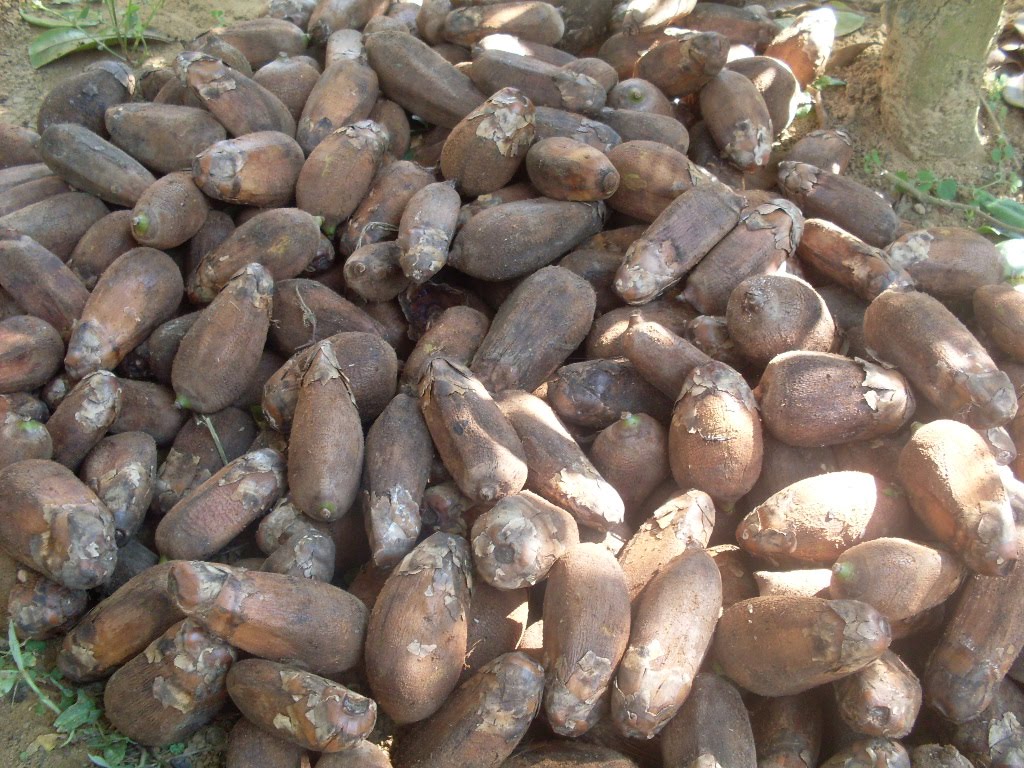 CONSUMIMOS Y UTILIZAMOS LA SHAPAJA: “MEJORANDO MI CALIDAD DE VIDA ...