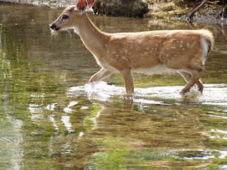 Animales en Peligro de Extinción: Venado Cola Blanca (Odocoileus ...