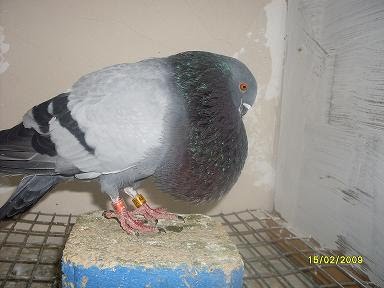 BUCHONES CANARIOS DE LOS HERMANOS RODRIGUEZl LAS PALMAS