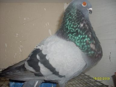 BUCHONES CANARIOS DE LOS HERMANOS RODRIGUEZl LAS PALMAS: BUCHONES ...