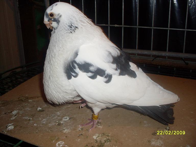 BUCHONES CANARIOS DE LOS HERMANOS RODRIGUEZl LAS PALMAS: BUCHONES ...