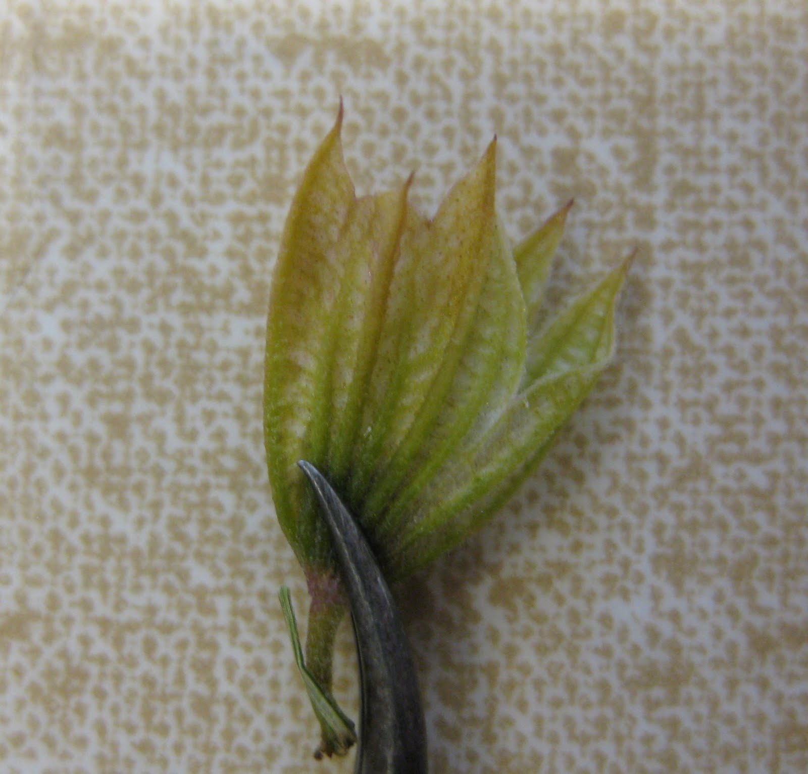 UBC Biology 343 Blog: LAB 5