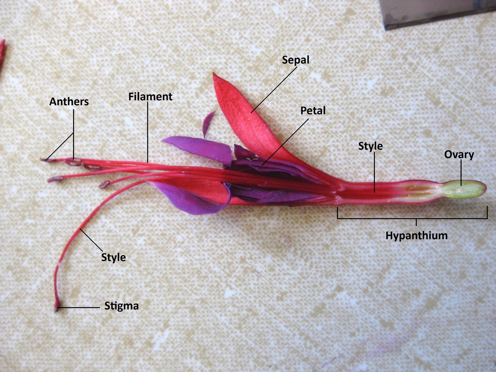 UBC Biology 324 Blog: Lab 1 - Parts of a flower