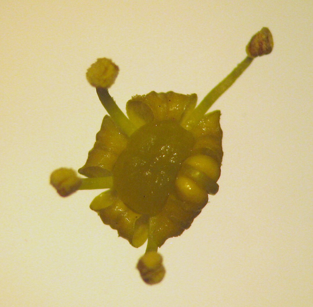 UBC Biology 324 Blog: Lab 6 - Euasterids II: Apiaceae