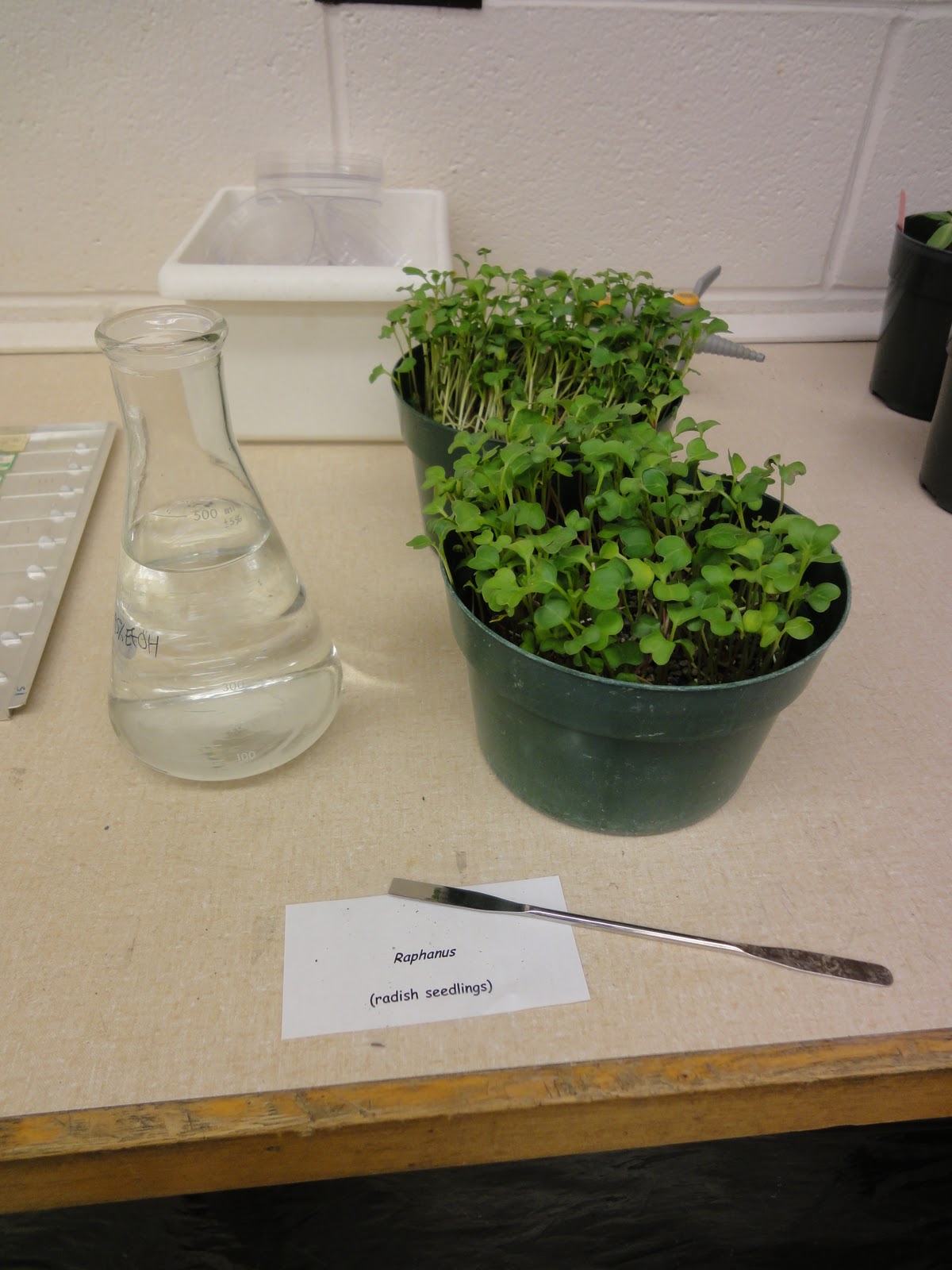 UBC Biology 210 Blog: Lab 3 - Roots and Root Modifications