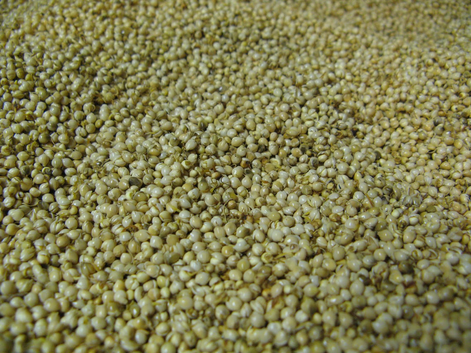 The Malt of the Matter